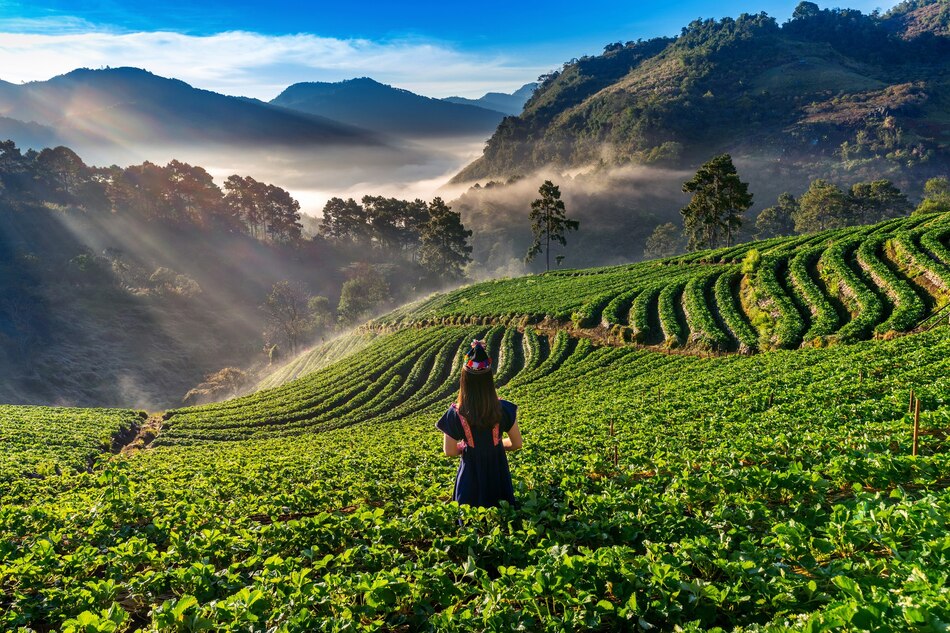 A Traveler Guide To The Best Tea Regions Around The World – Tea Story